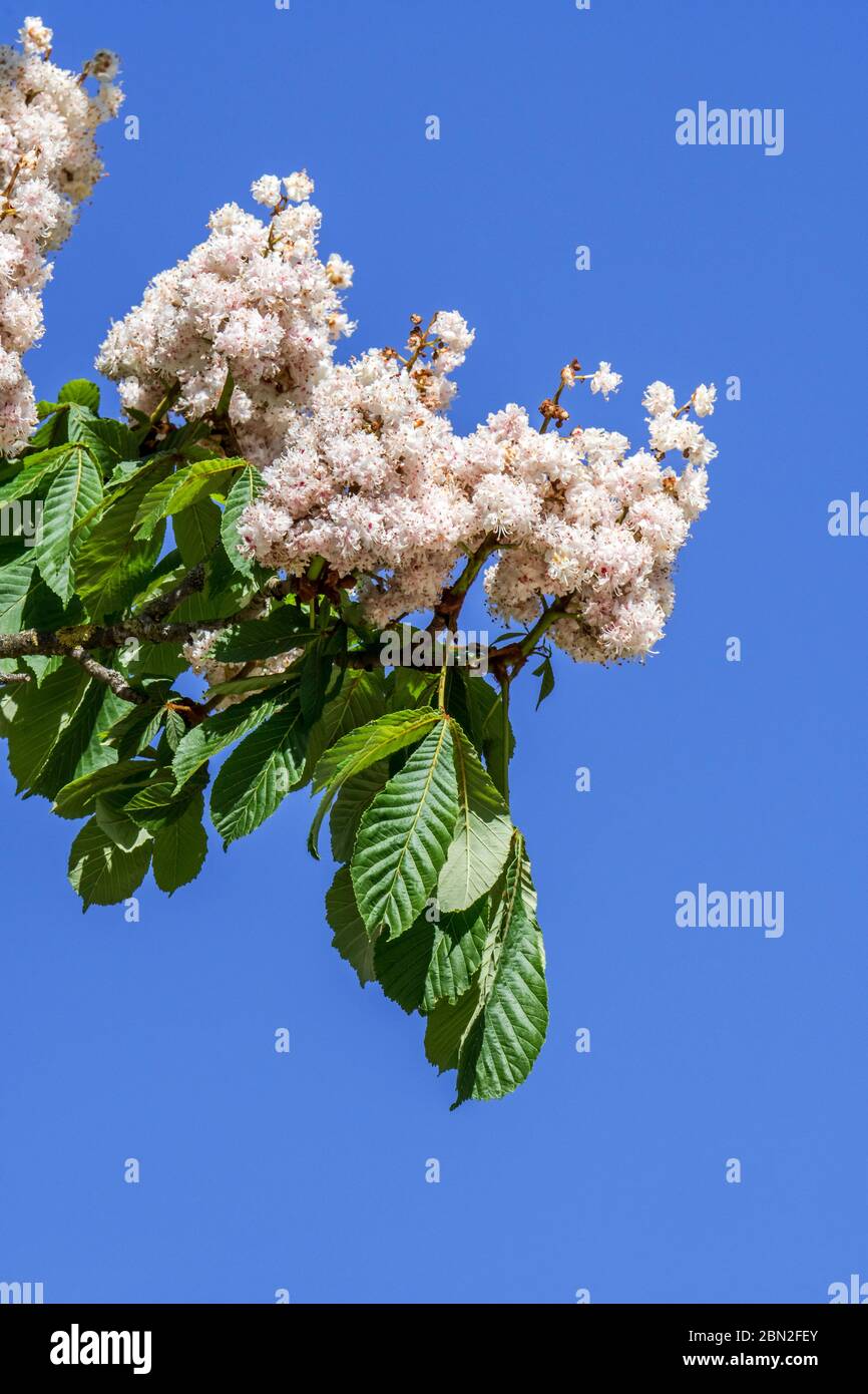 Blossoming horse-chestnut / conker tree (Aesculus hippocastanum) close ...