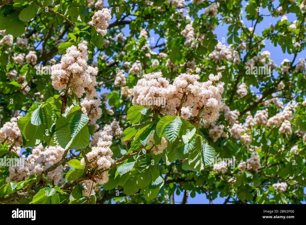 Blossoming horse-chestnut / conker tree (Aesculus hippocastanum) close ...