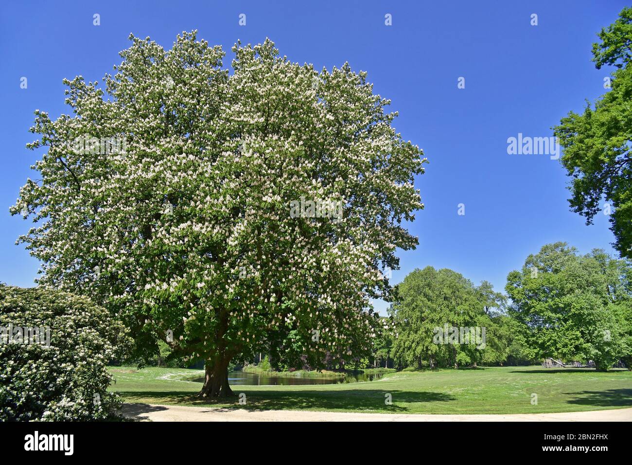 Blossoming horse-chestnut / conker tree (Aesculus hippocastanum) in ...