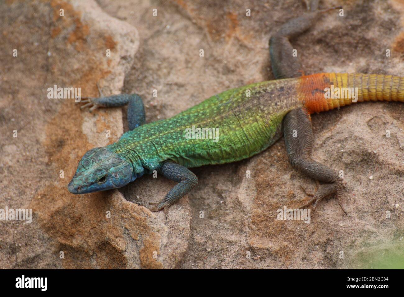 South African reptiles Stock Photo - Alamy