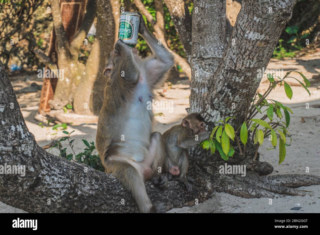 Monkey drinking beer hi-res stock photography and images - Alamy