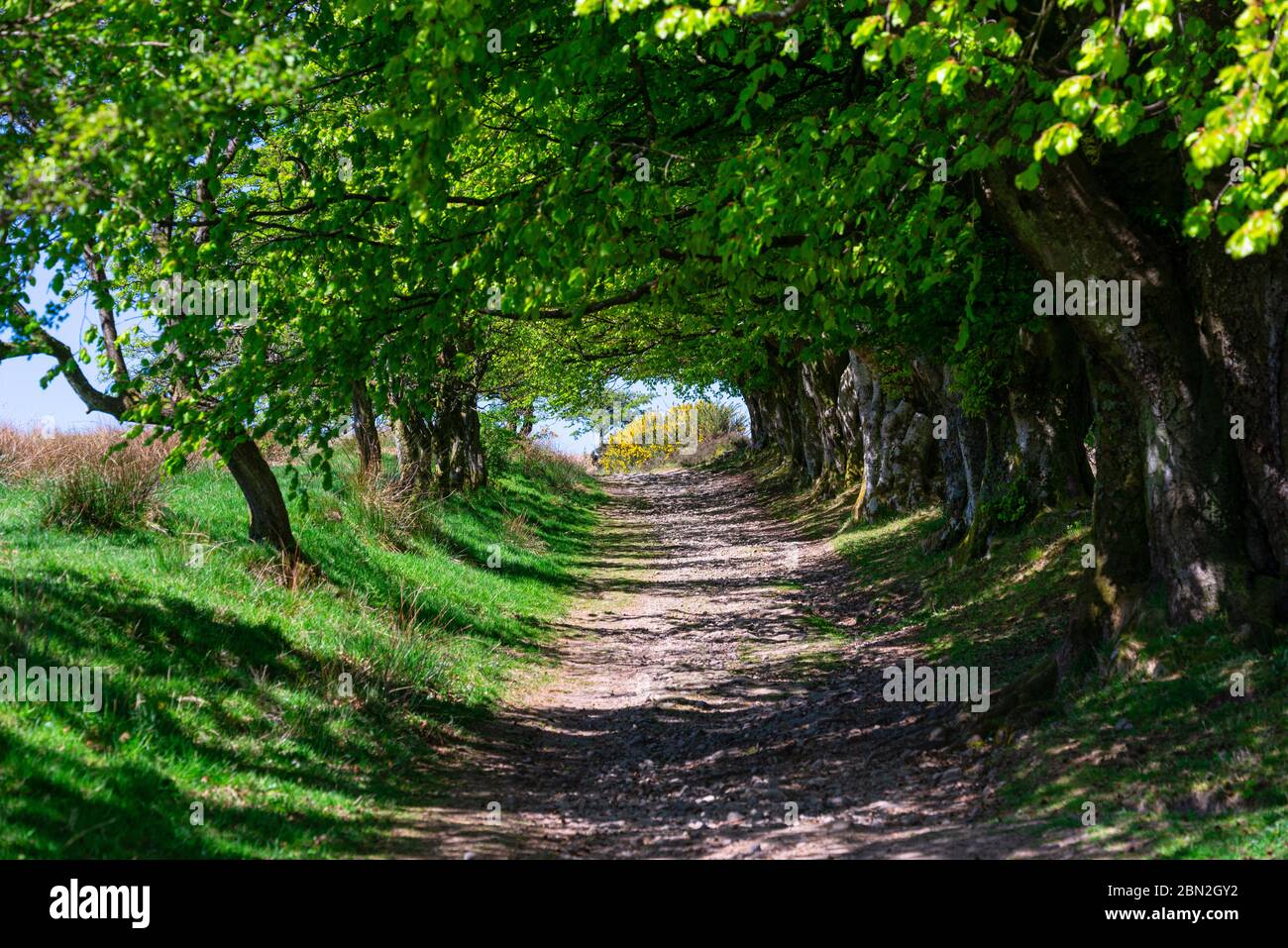 trees creating a shaded area on a woodland pathway Stock Photo - Alamy