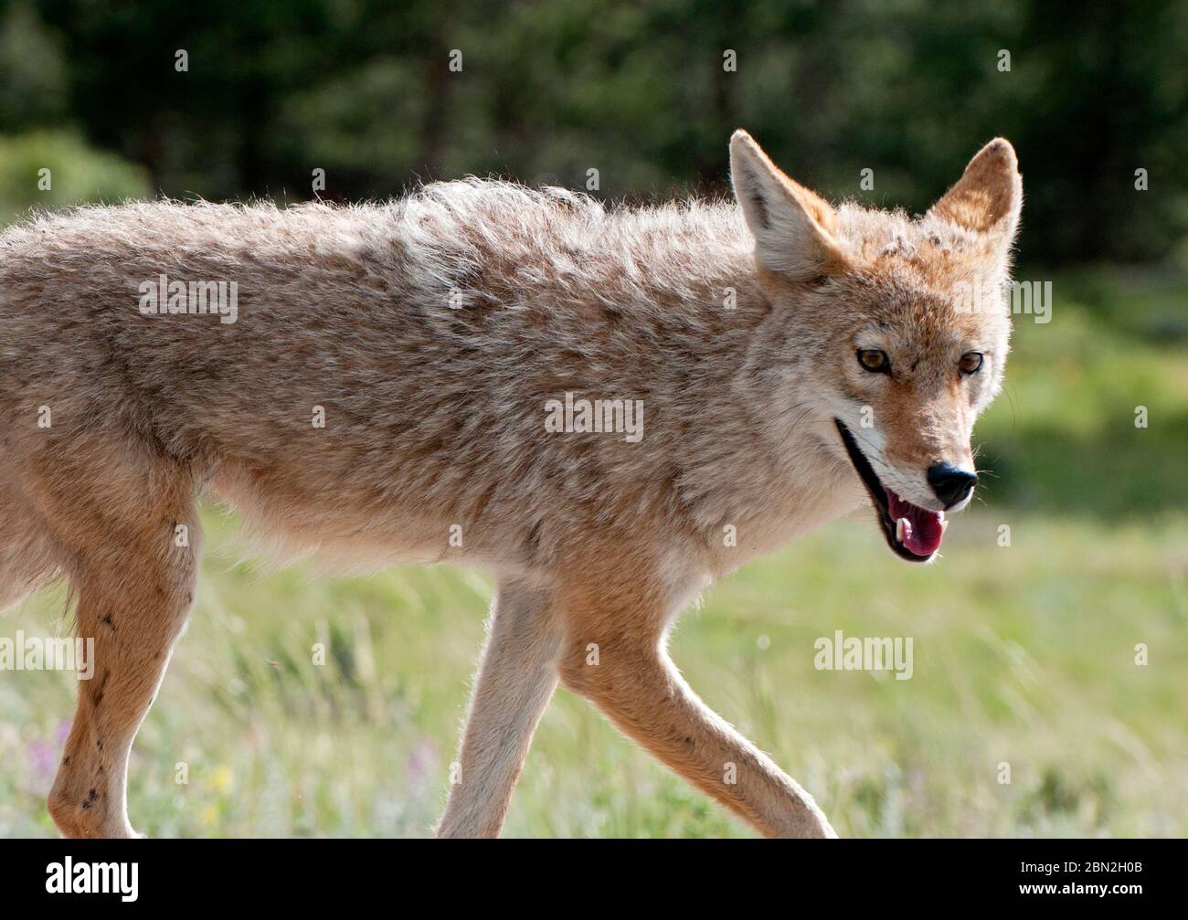 Profile of coyote hi-res stock photography and images - Alamy