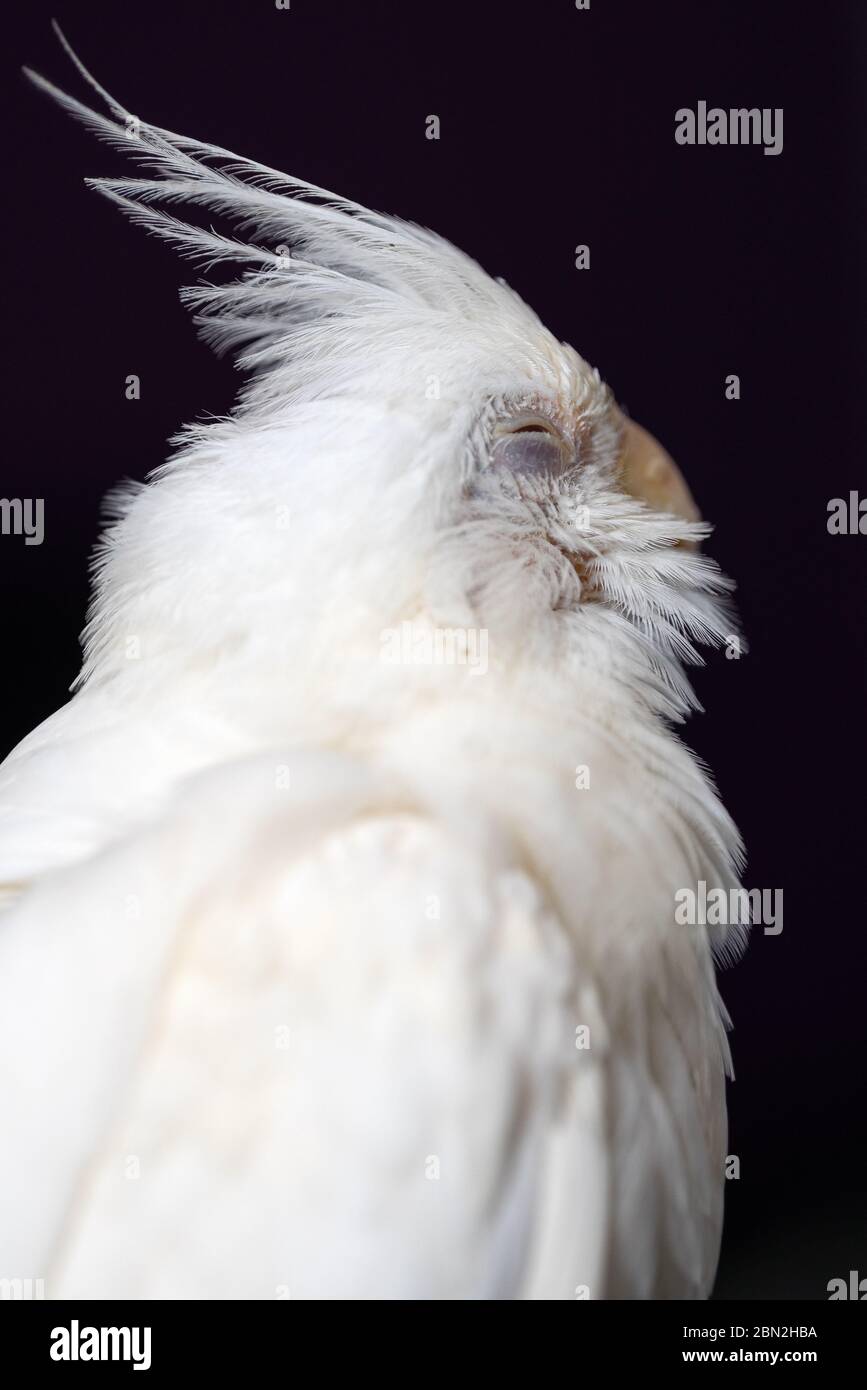 Female cockatiel hi-res stock photography and images - Alamy