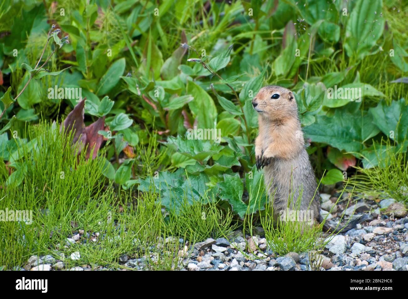 Arctic squirrel hi-res stock photography and images - Alamy