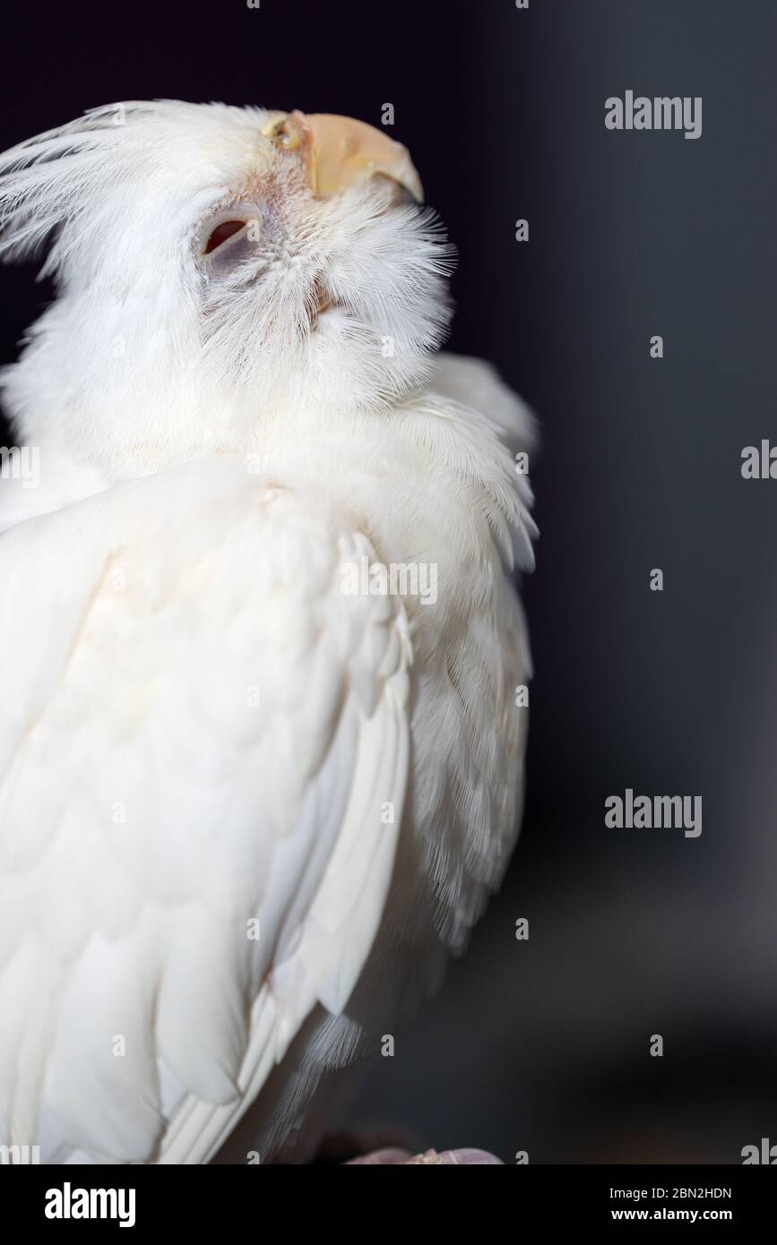 Fluffy Cockatiel
