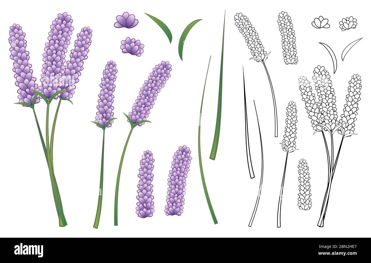 Lavender Flower and Outline isolated on White Background. Vector ...