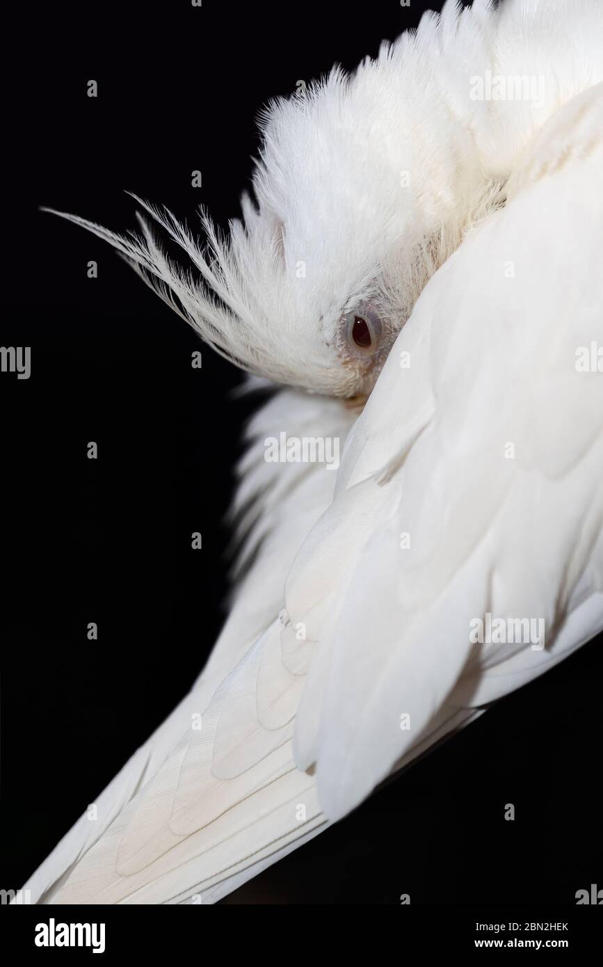 Female cockatiel hi-res stock photography and images - Alamy