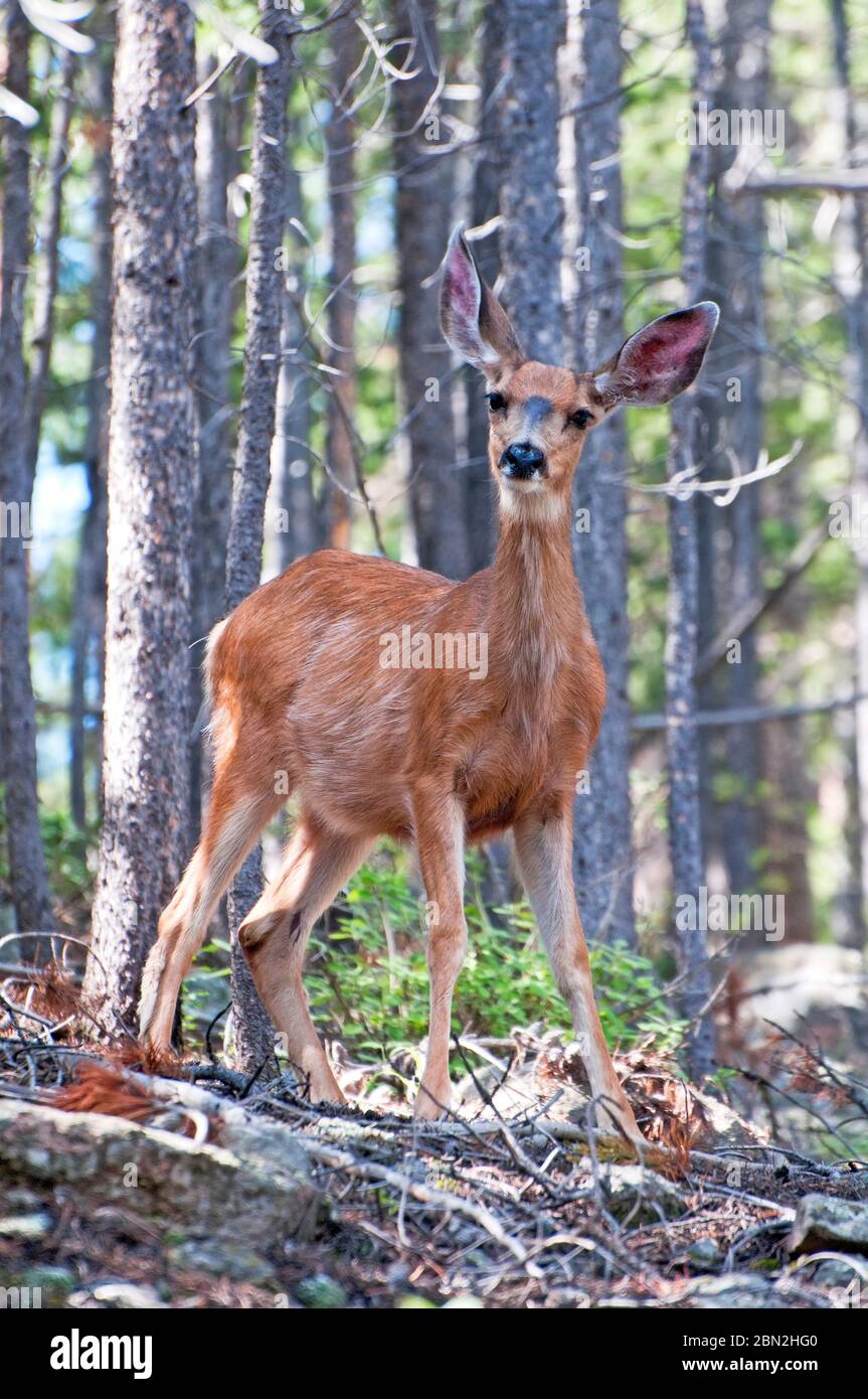 Female Deer Species High Resolution Stock Photography and Images - Alamy