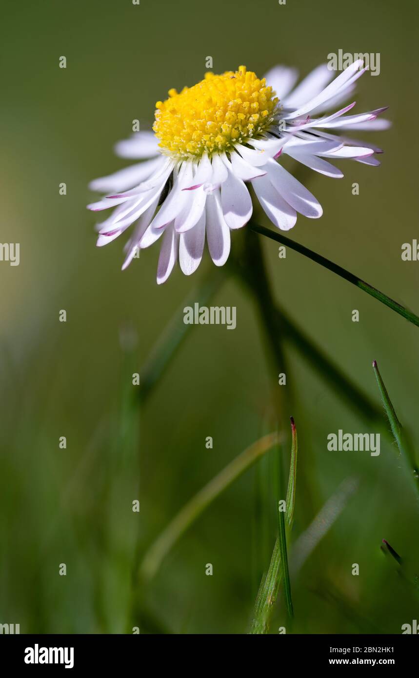 Daisy close up in the sunshine Stock Photo - Alamy