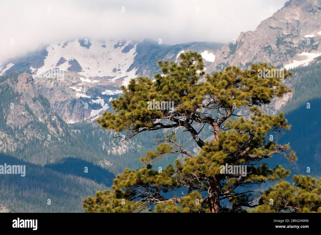 Rocky Mountain National Park, tree and mountains Stock Photo - Alamy