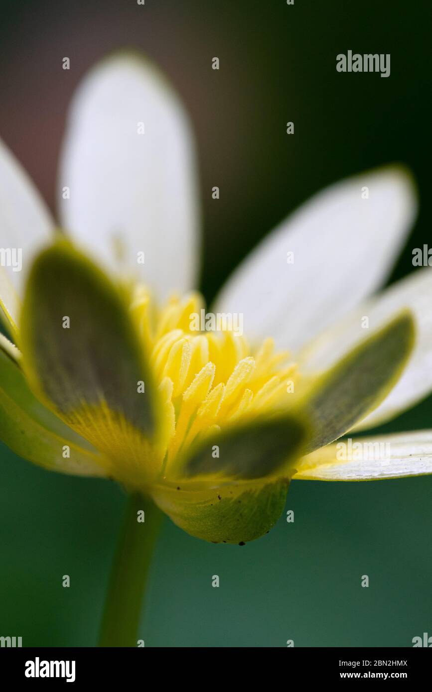 Abstract sunflower flower pattern wallpaper hi-res stock photography ...