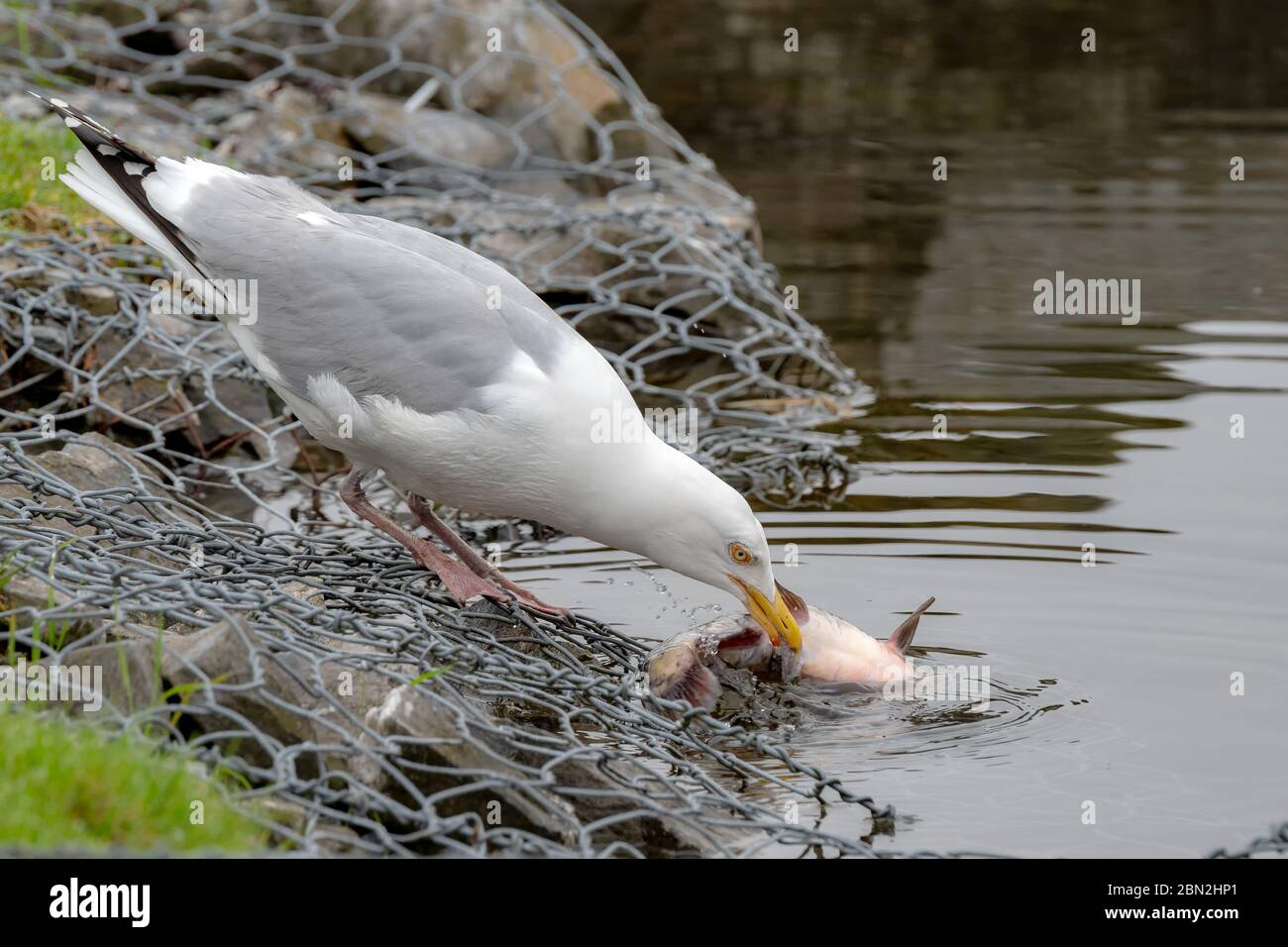 A seagull eating a eating a dead fish at the side of a pond. His beak ...