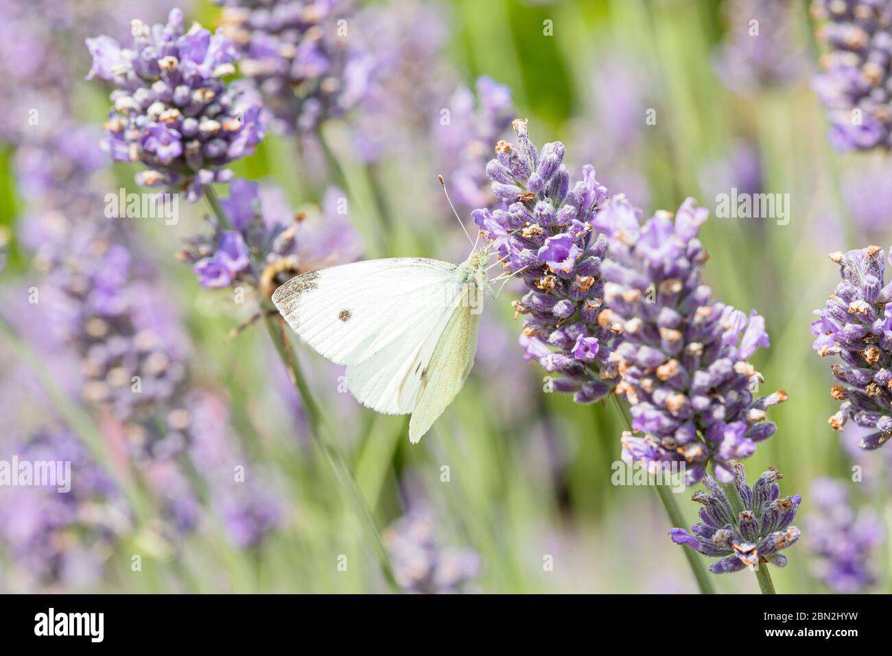 Insect pollination closeup. Cabbage white butterfly pollinating a ...