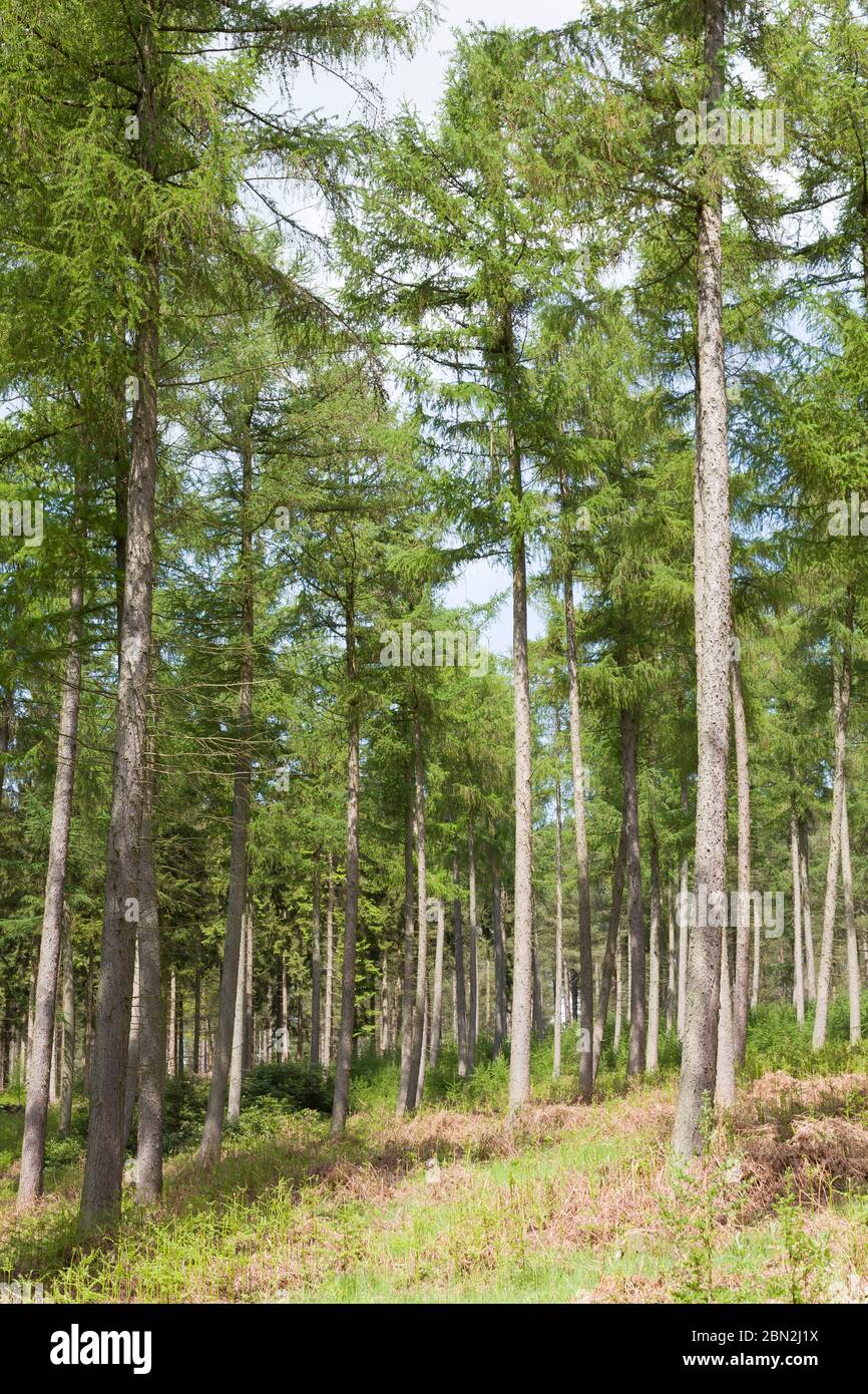 Pine trees in a coniferous forest, forestry woodland in Chiltern Hills ...