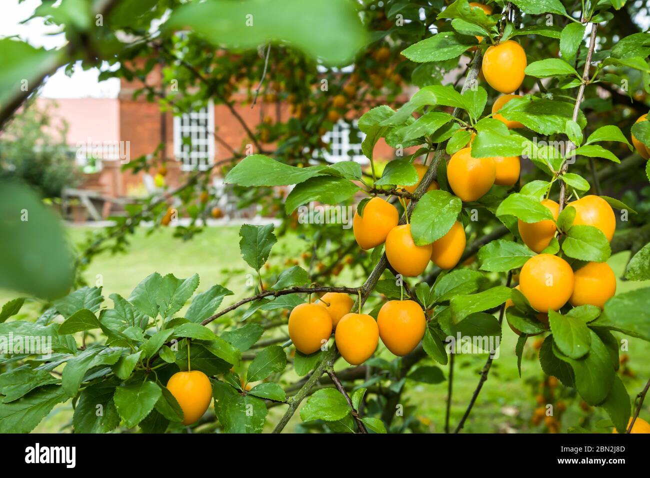 Plum tree autumn hi-res stock photography and images - Alamy