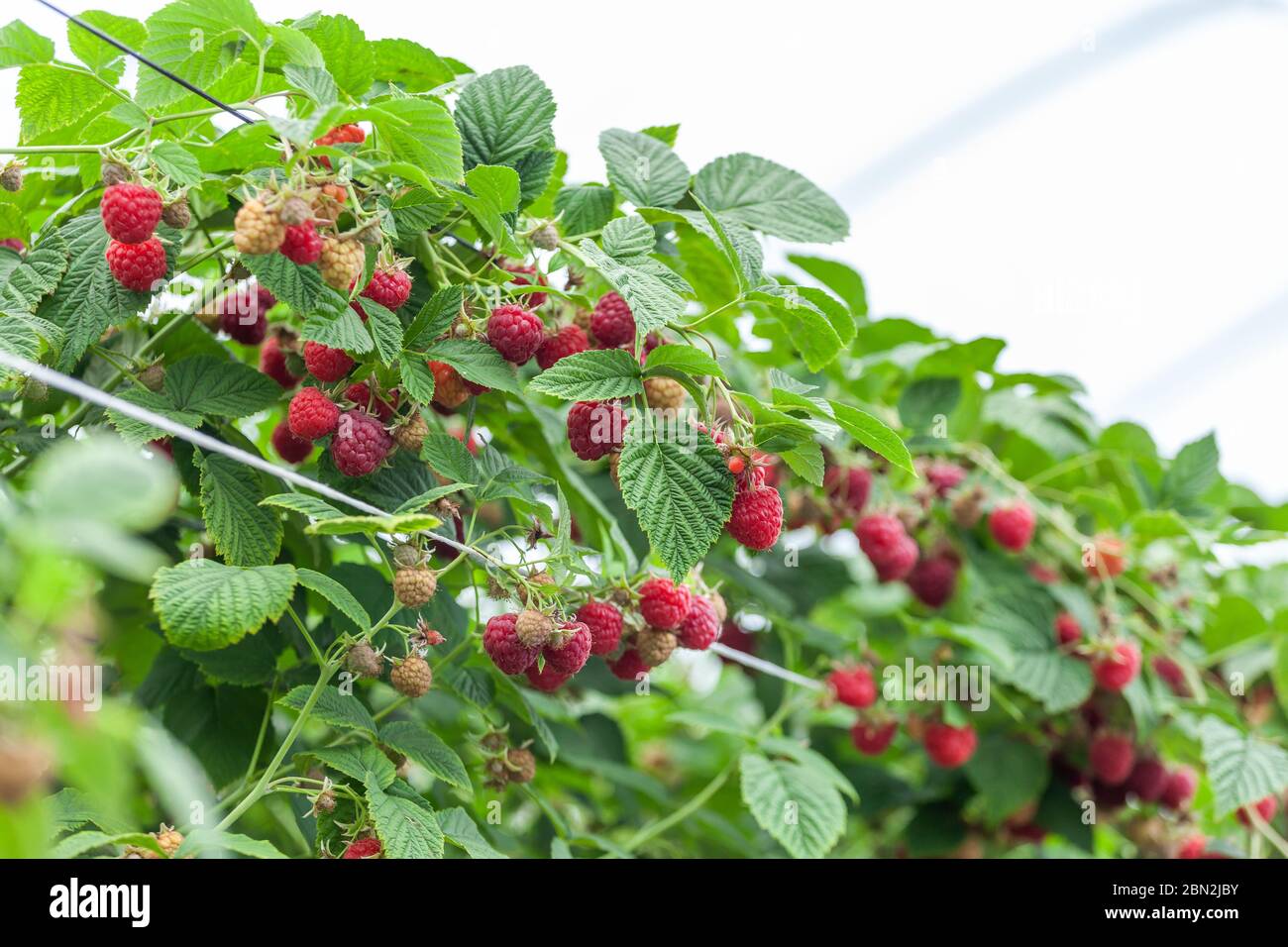 Growing red and green raspberries in a greenhouse Stock Photo - Alamy