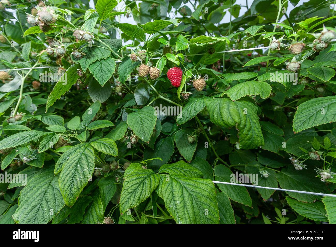 Growing red and green raspberries in a greenhouse Stock Photo - Alamy