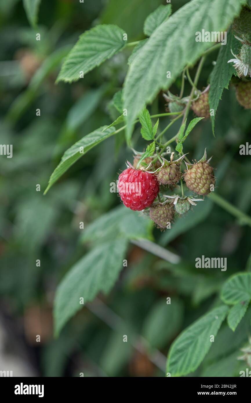 Growing red and green raspberries in a greenhouse Stock Photo - Alamy