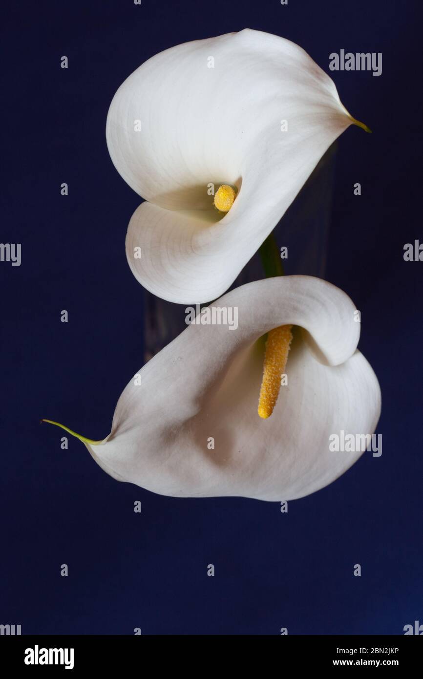 Two calla lilies hi-res stock photography and images - Alamy