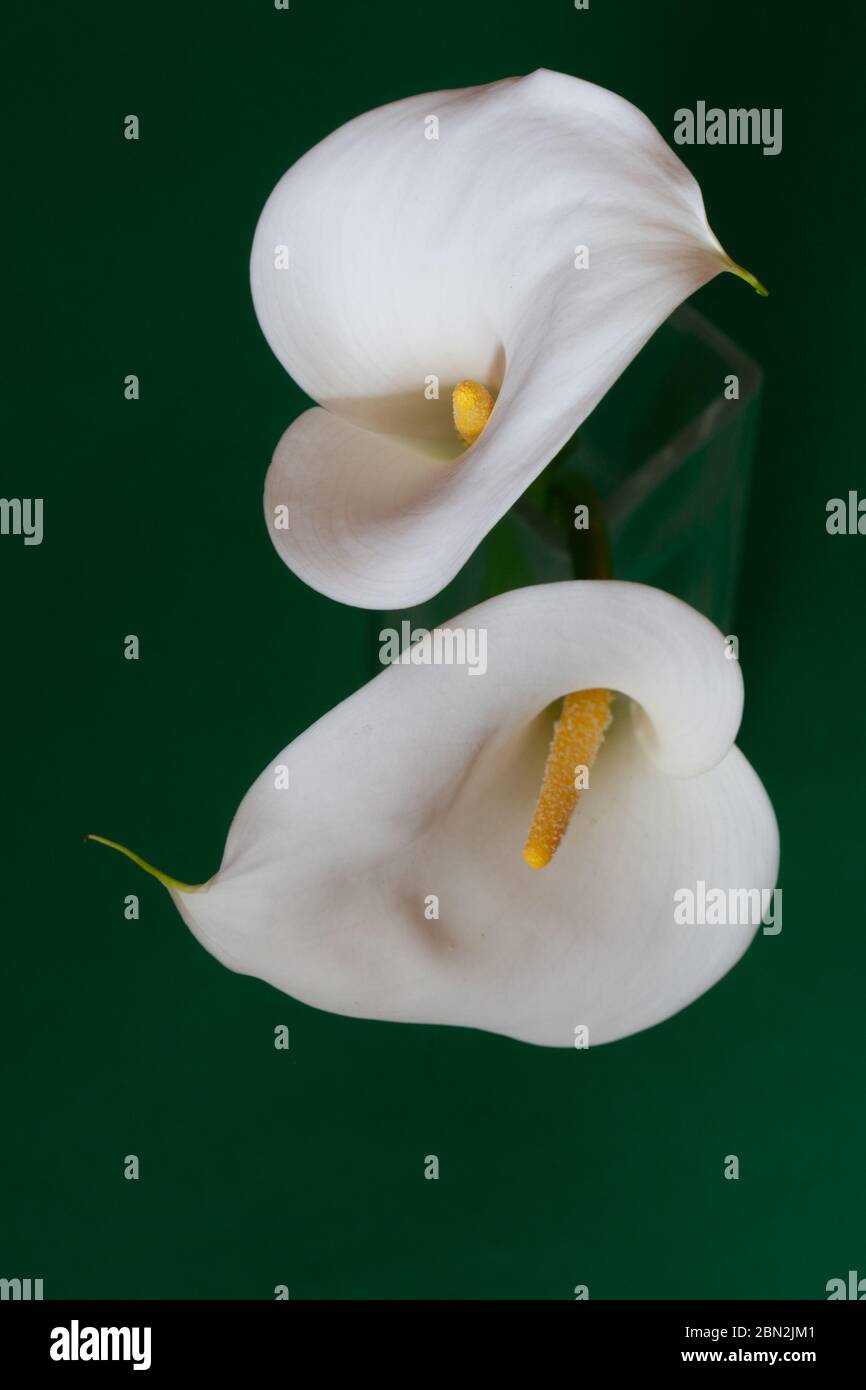 Open white lilies hi-res stock photography and images - Alamy