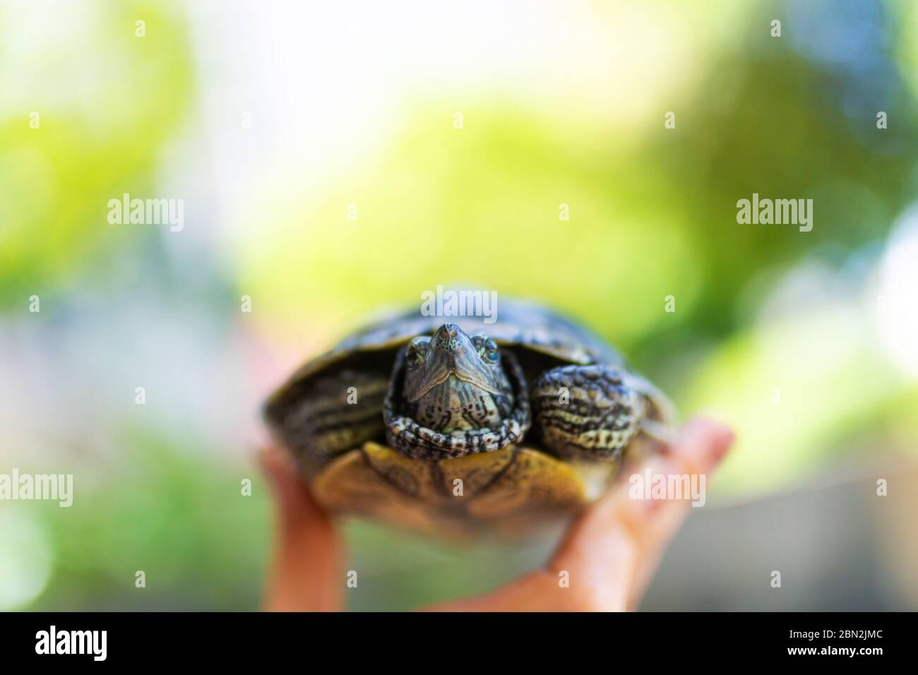 Red Eared Terrapin - Trachemys scripta elegans. Red eared slider turtle ...