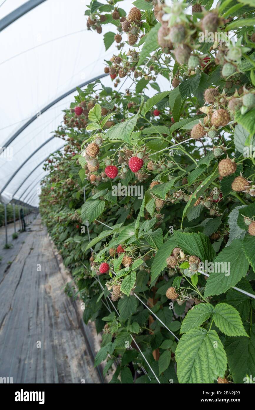 Growing red and green raspberries in a greenhouse Stock Photo - Alamy