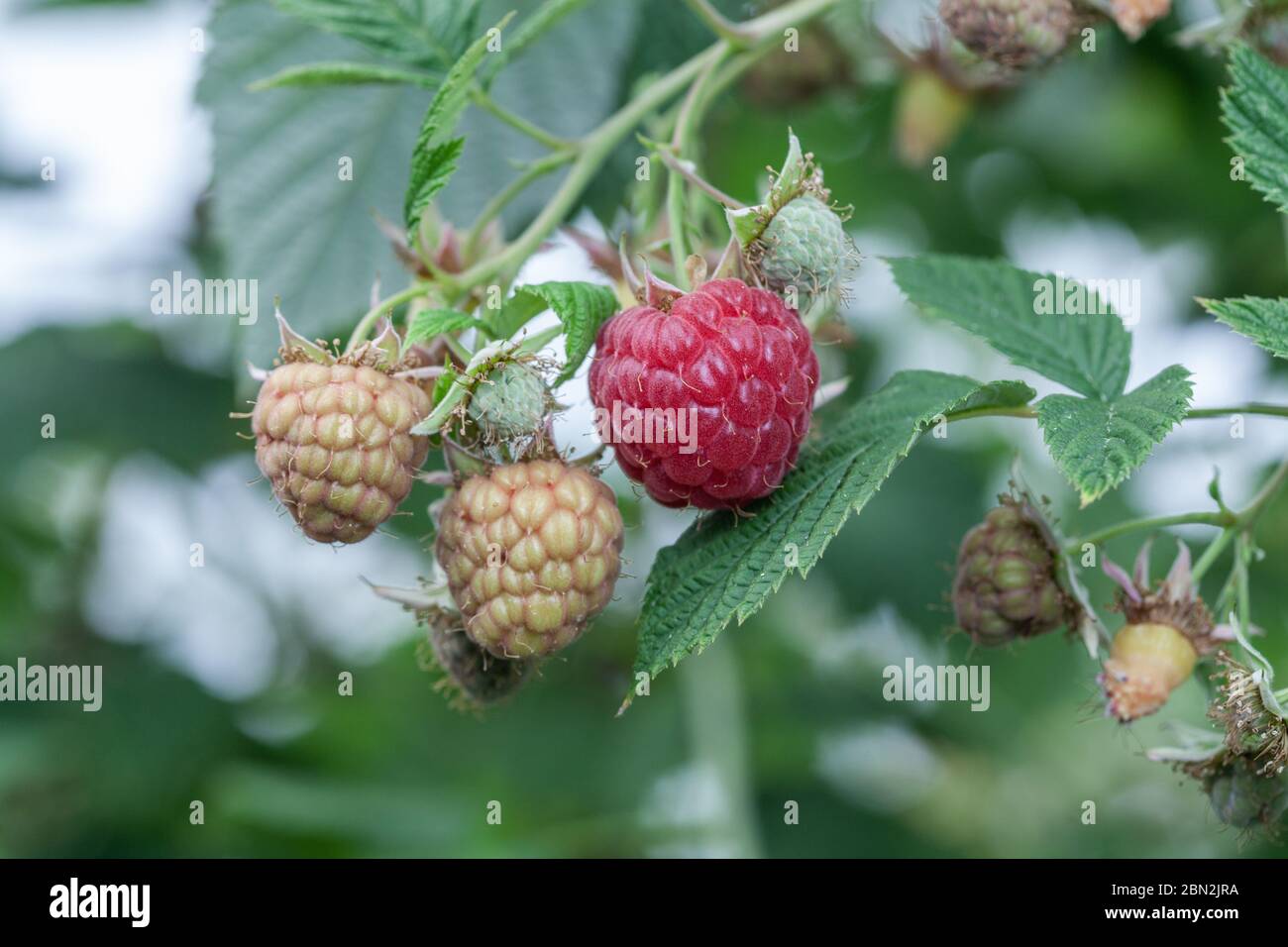 Growing red and green raspberries in a greenhouse Stock Photo - Alamy