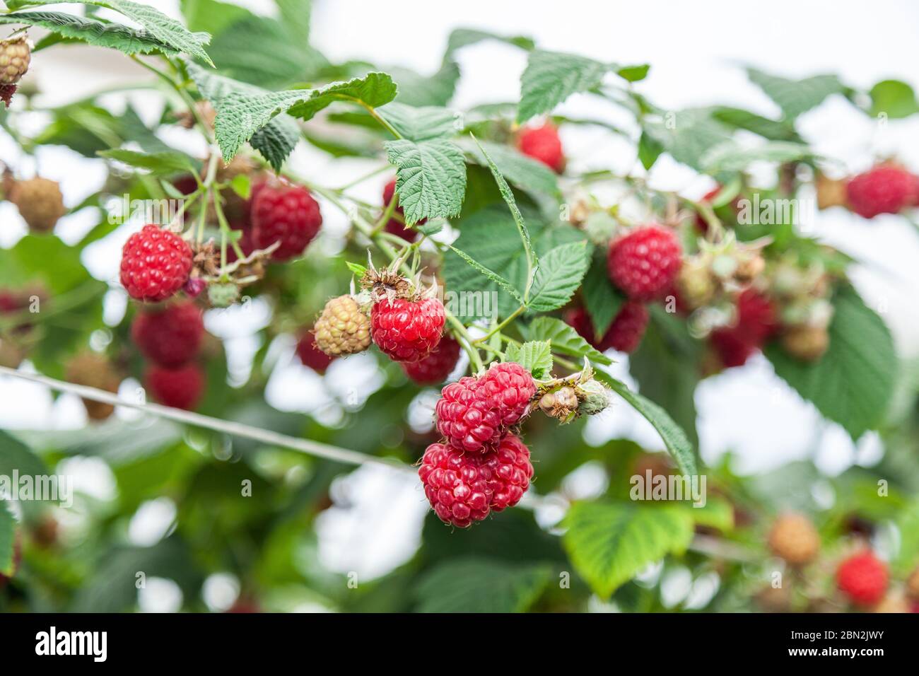 Growing red and green raspberries in a greenhouse Stock Photo - Alamy