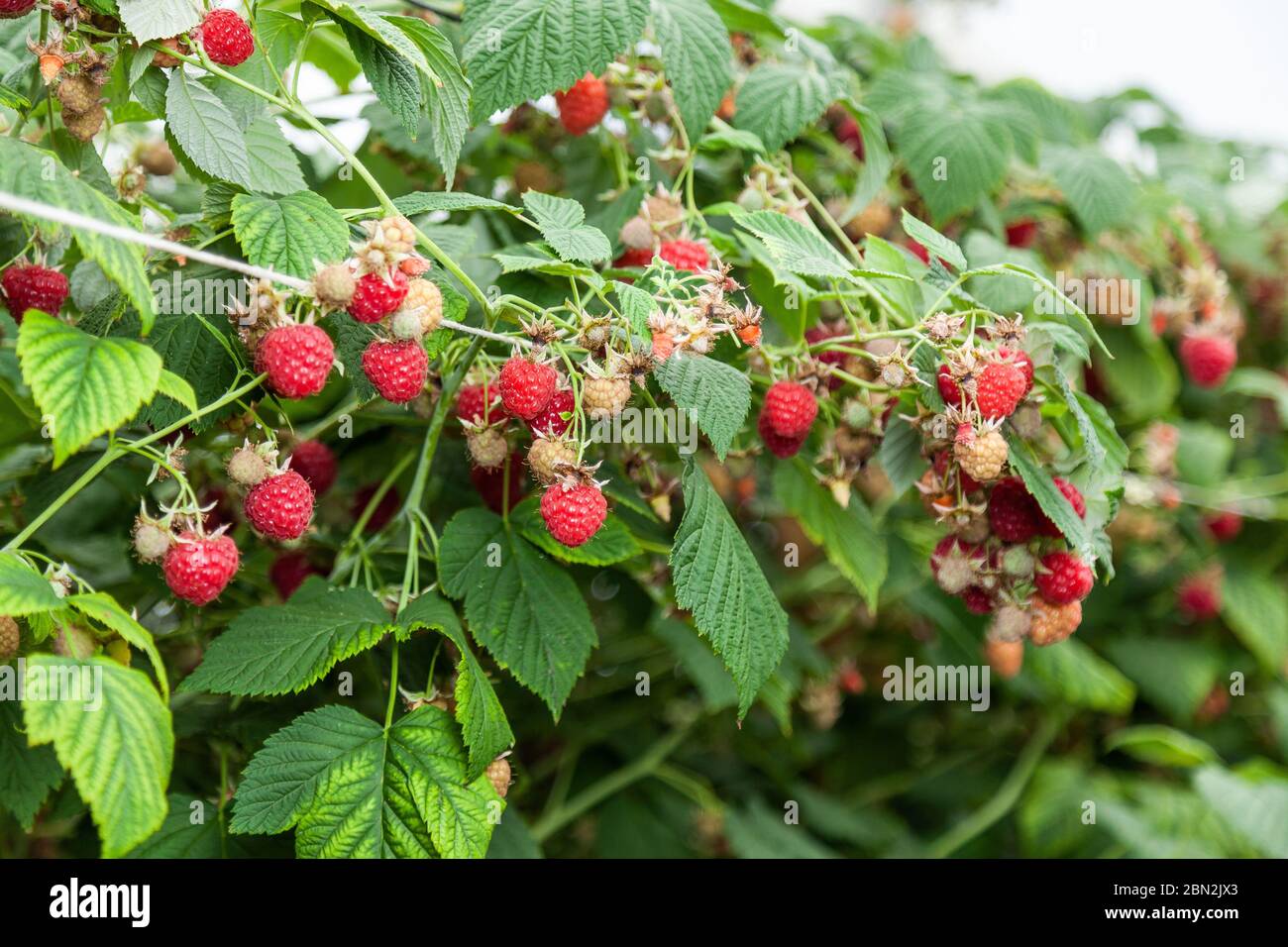 Growing red and green raspberries in a greenhouse Stock Photo - Alamy