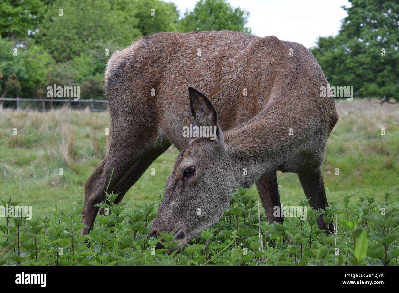 Female Red Deer Eating Nettles Stock Photo - Alamy
