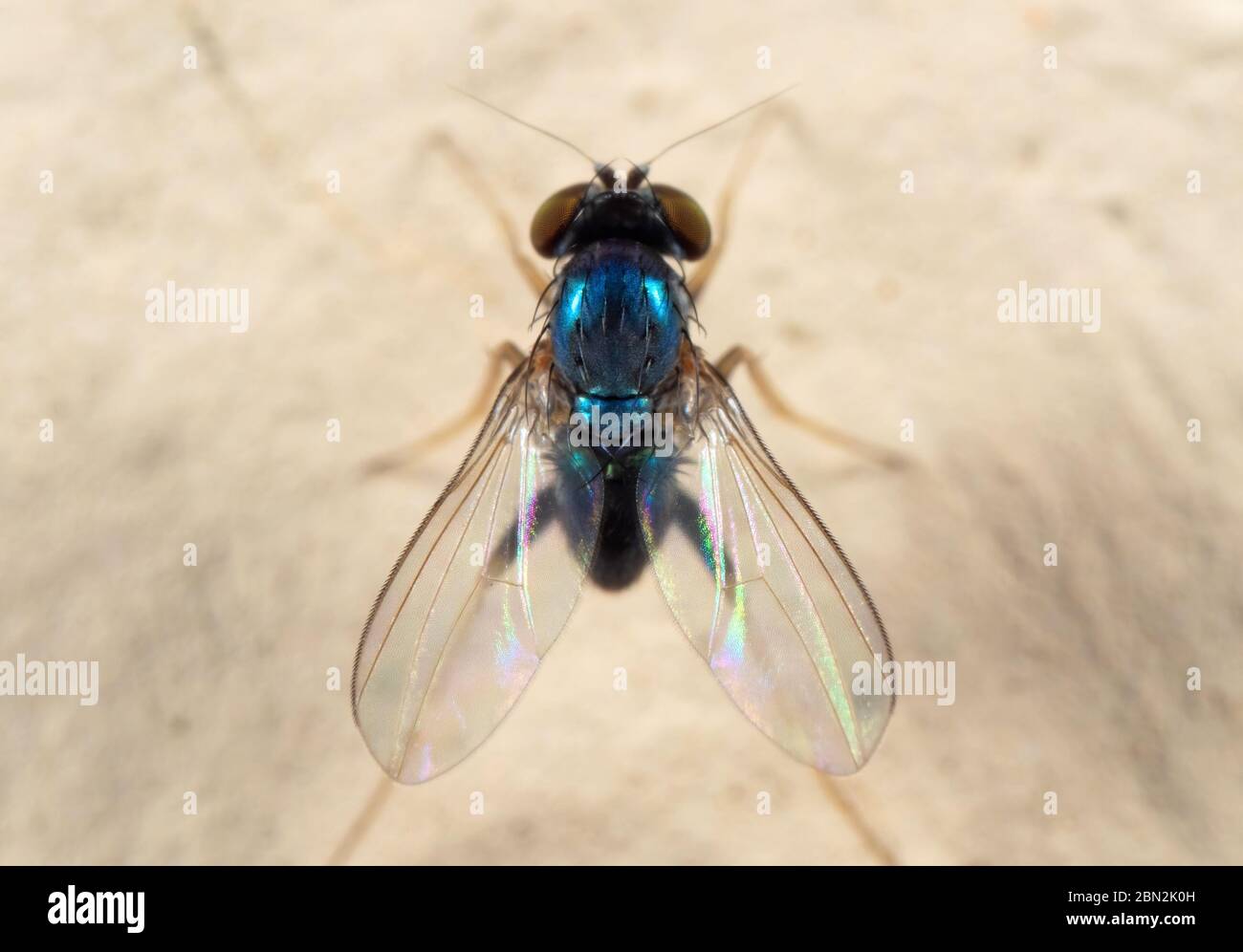 Macro Photography of Blue Blow Fly on The Wall Stock Photo - Alamy