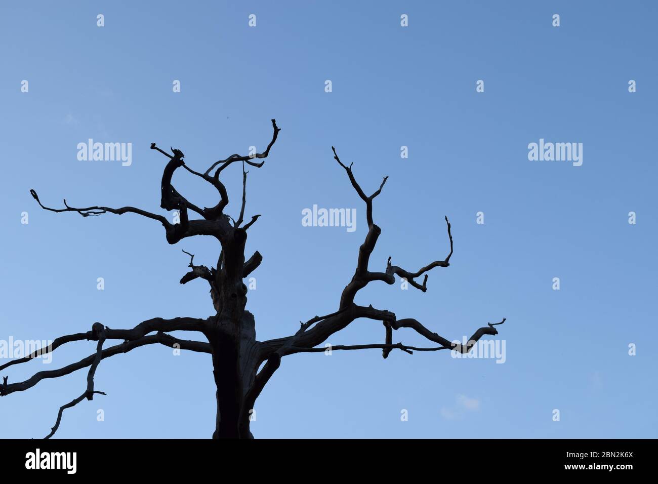 Dead Tree Against Pale Blue Sky Stock Photo - Alamy