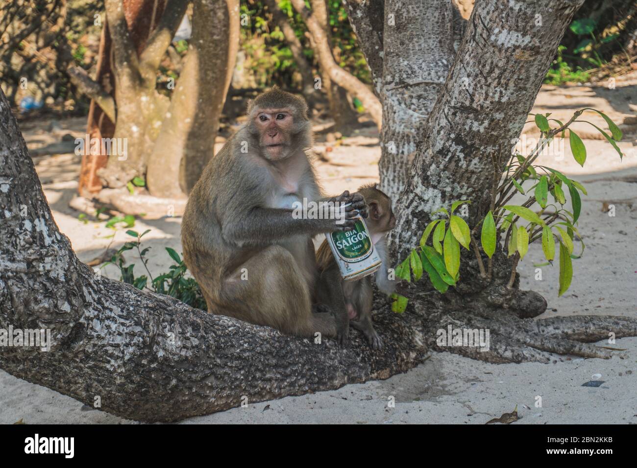 Monkey drinking beer hi-res stock photography and images - Alamy