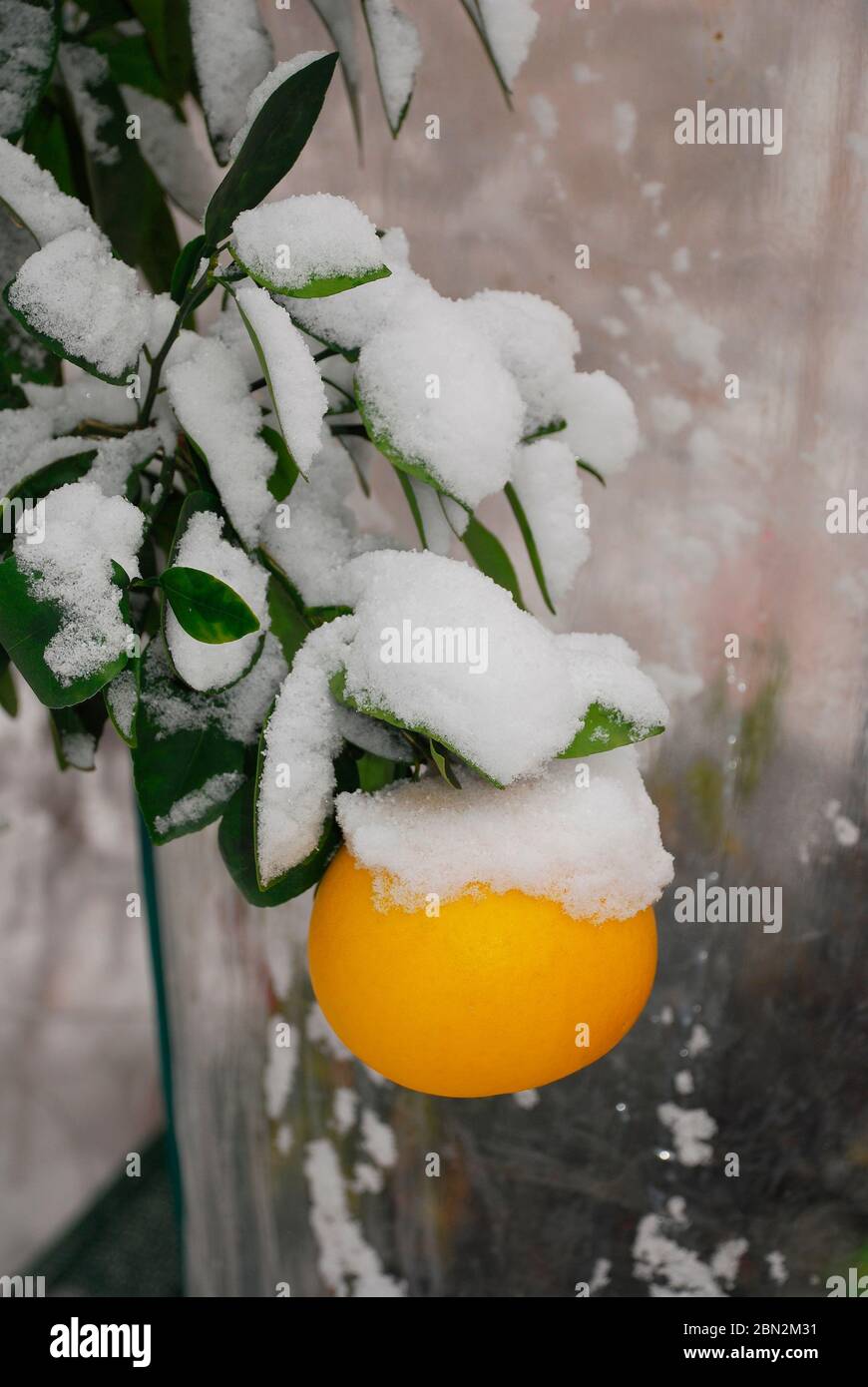 Falling fruit tree hi-res stock photography and images - Alamy