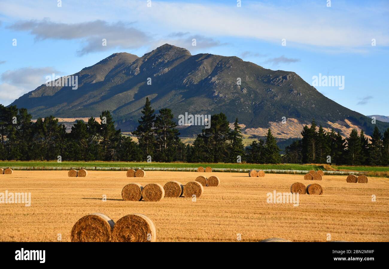 new zealand crop farm Stock Photo - Alamy