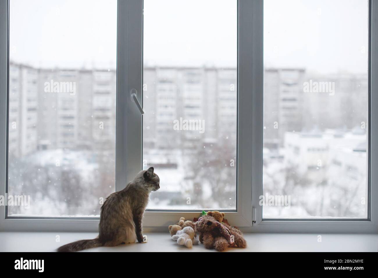 Domestic cat at home sitting at the window. Winter time, snow behind ...