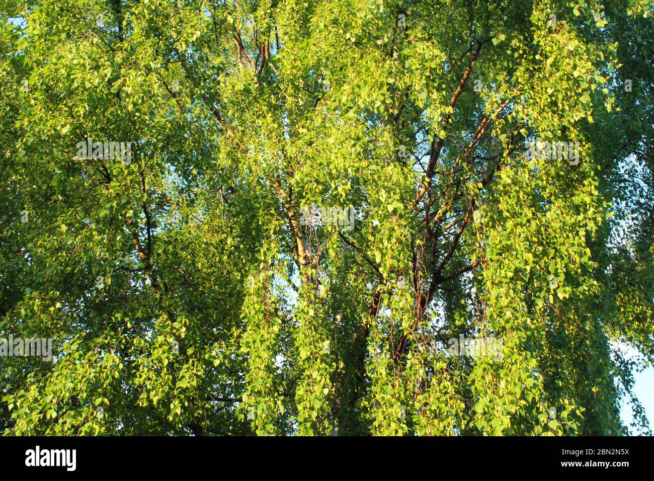 Droopy trees hi-res stock photography and images - Alamy