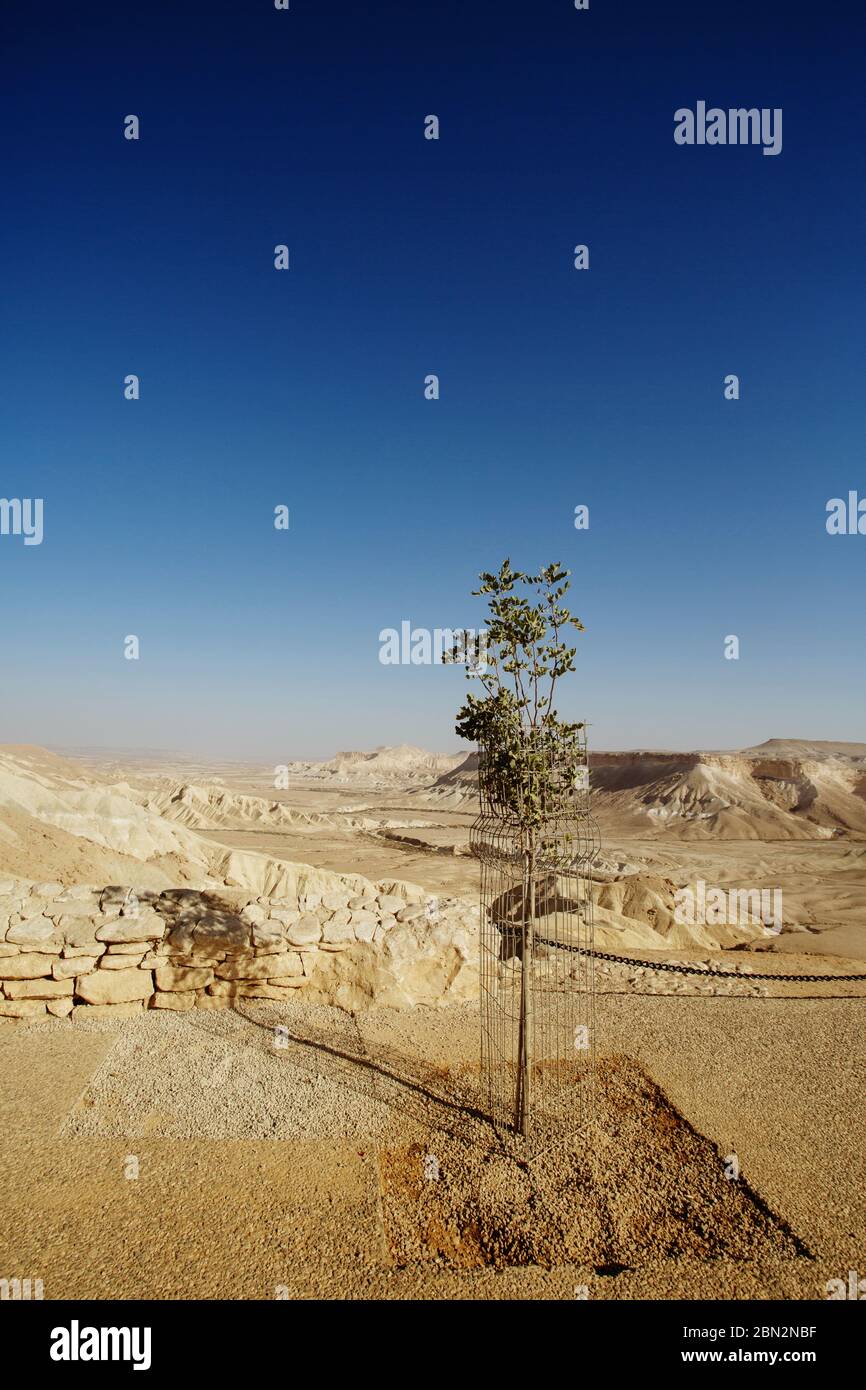 Israel landscape desert tree hi-res stock photography and images - Alamy