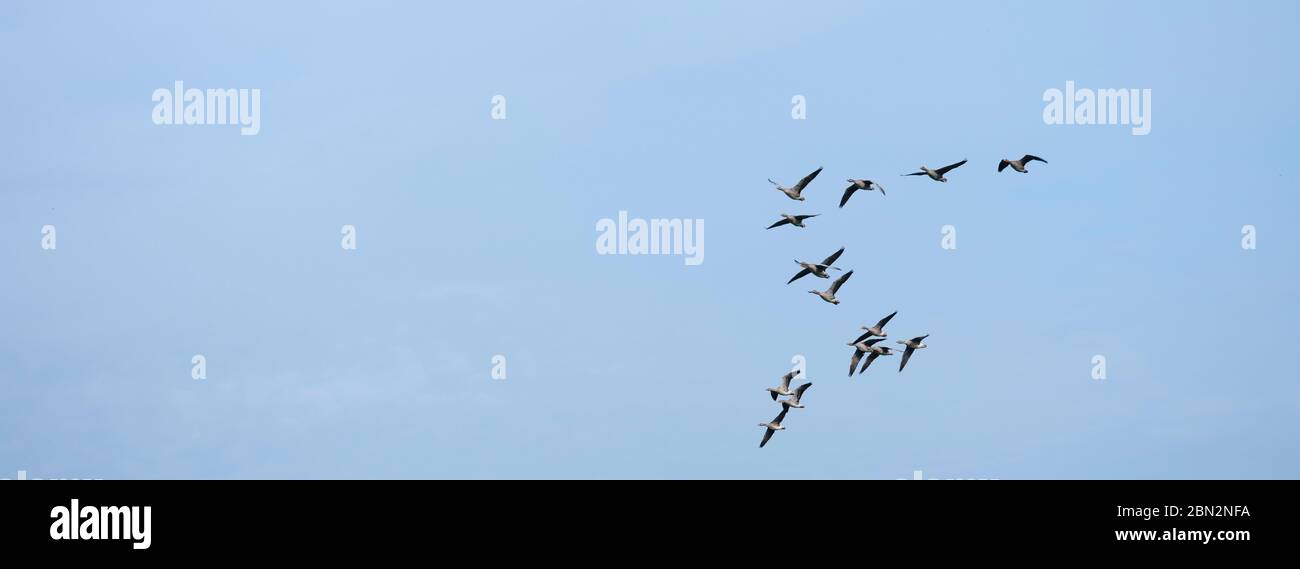 Geese flying high in sky hi-res stock photography and images - Alamy