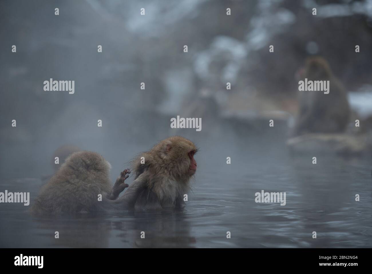 Japanese Macaque Monkeys, Macaca fuscata, grooming in hot spring bath ...