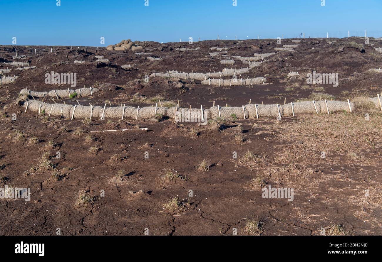 Peat bog restoration program on moorland on Fleet Moss, using coconut ...