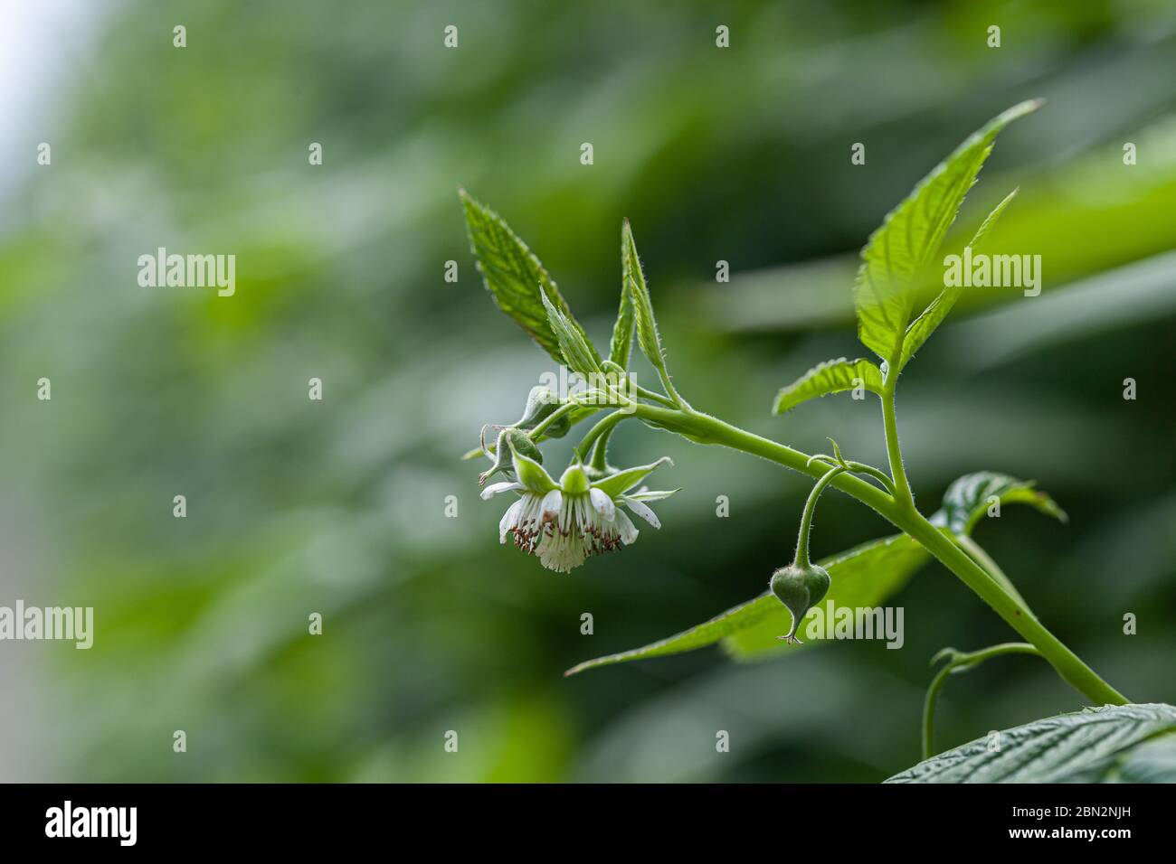 Greenhouse with young raspberry bushes Stock Photo - Alamy