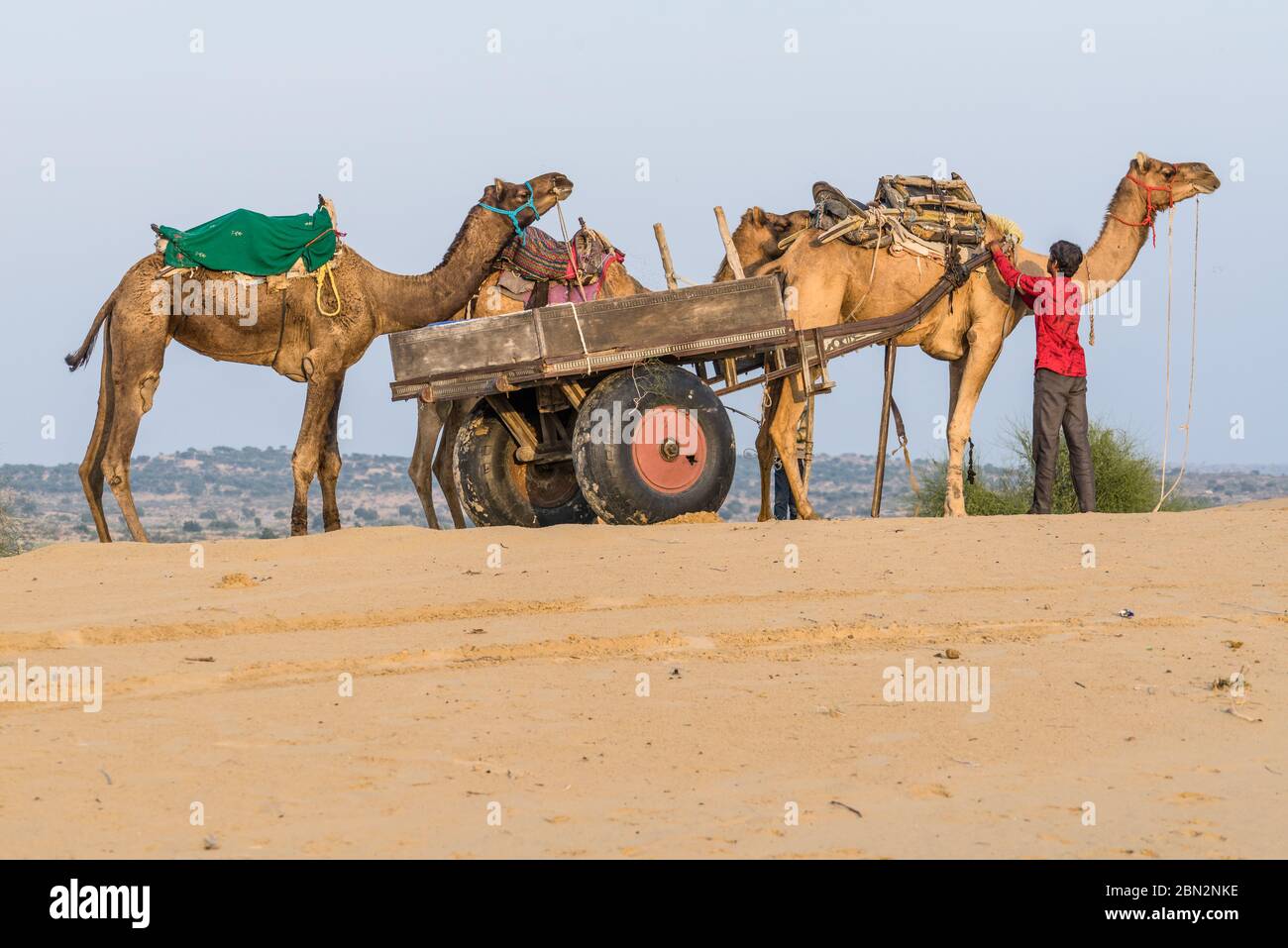 Camel wagon in the desert hi-res stock photography and images - Alamy