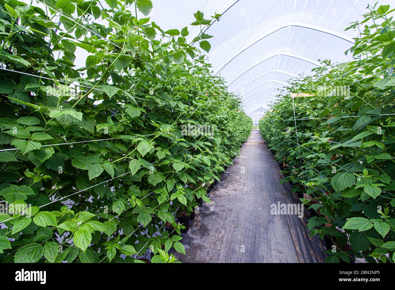Raspberry seedling hi-res stock photography and images - Alamy