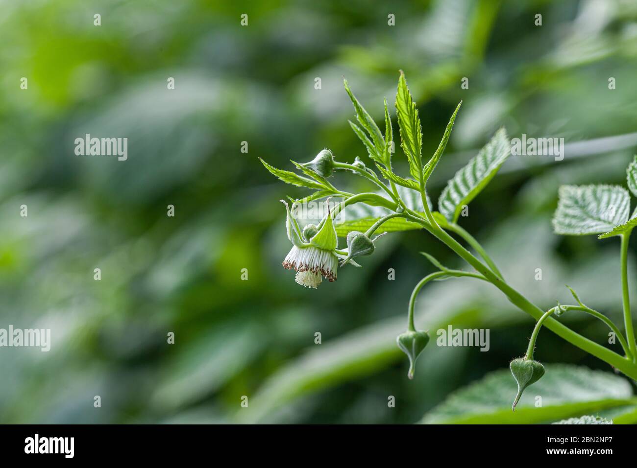 Greenhouse with young raspberry bushes Stock Photo - Alamy