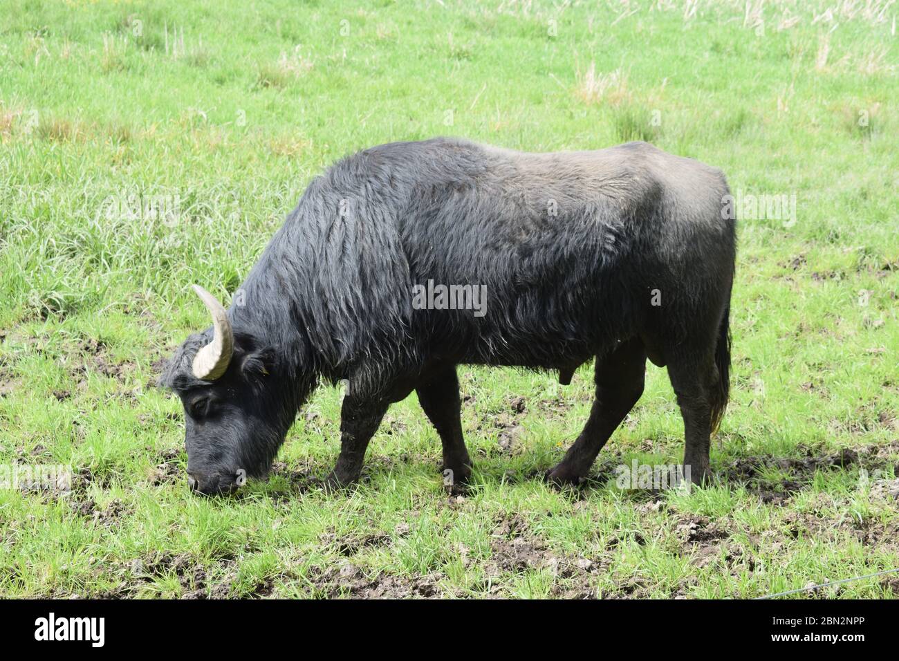 Swampland wild animals in eifel hi-res stock photography and images - Alamy