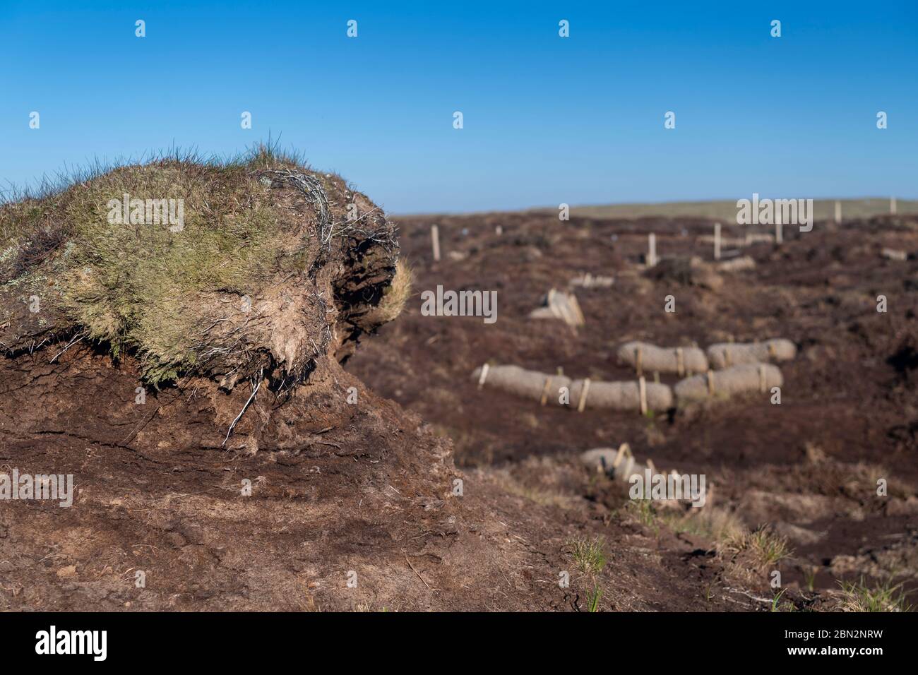 Peat bog restoration program on moorland on Fleet Moss, using coconut ...