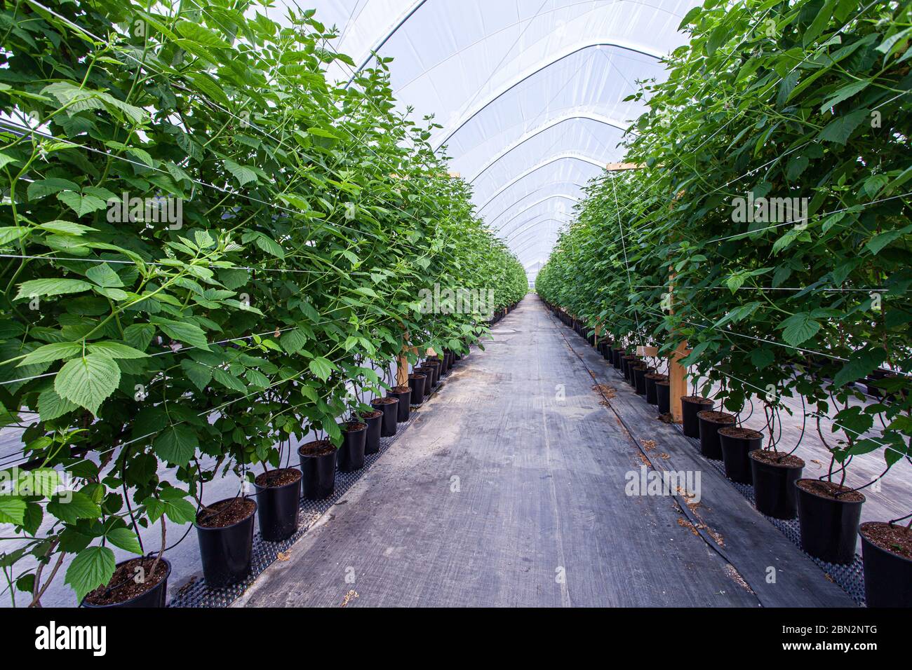 Greenhouse with young raspberry bushes Stock Photo - Alamy