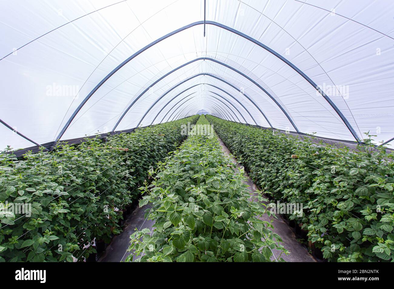 Greenhouse with young raspberry bushes Stock Photo - Alamy